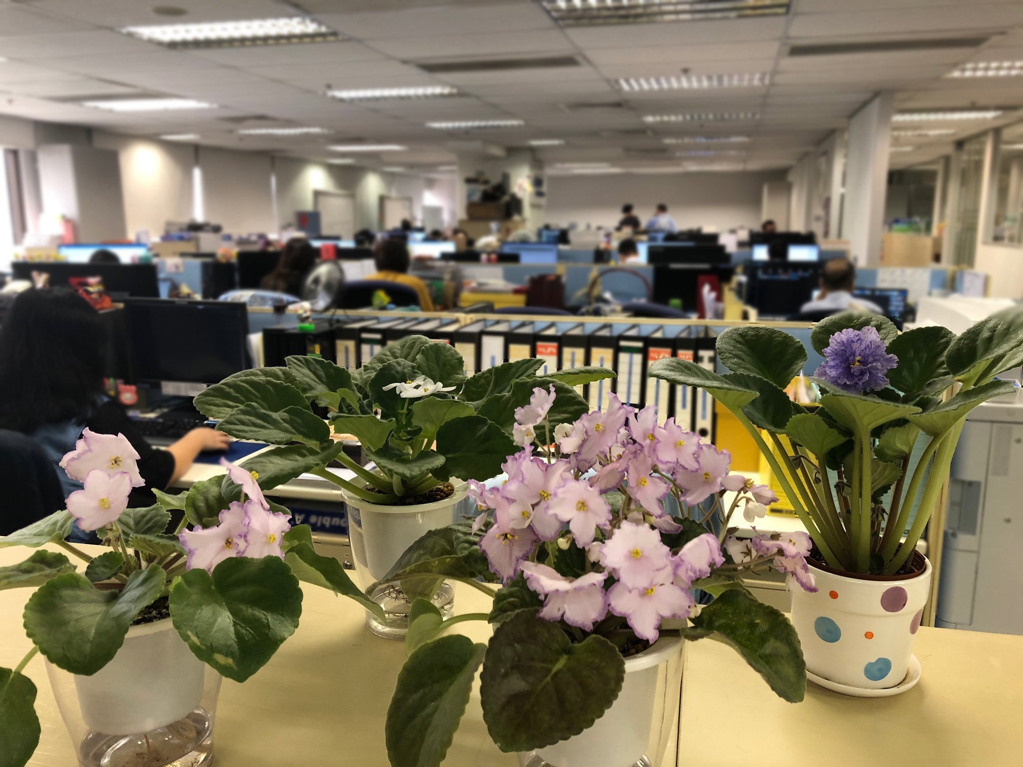 CISD(ASIA)CO.,LTD. – A Team of IT Specialists – We can provide a one ...